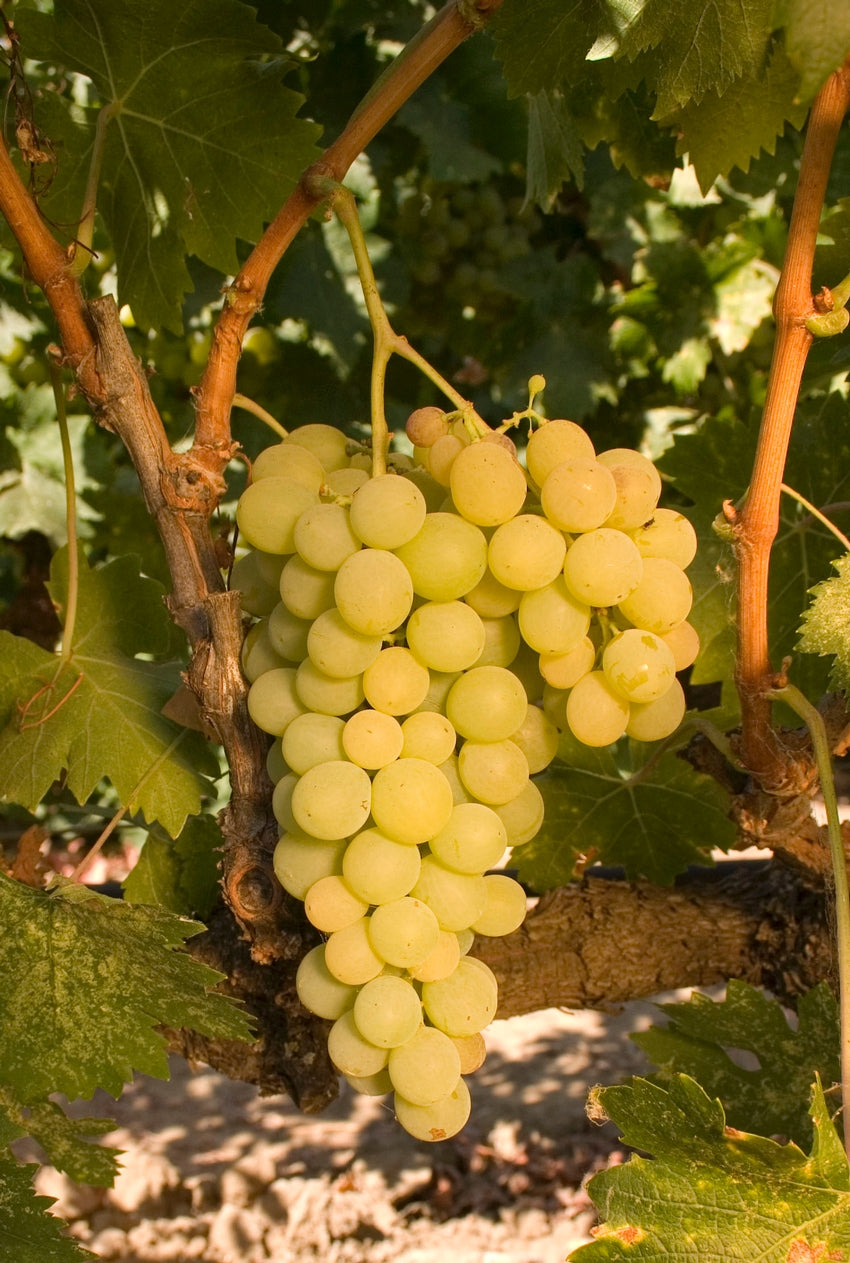 Grape Of The Week: Zibibbo – greenegrapewine