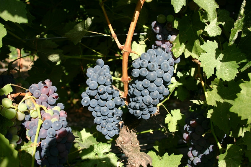 Grape Of The Week: Barbera – greenegrapewine