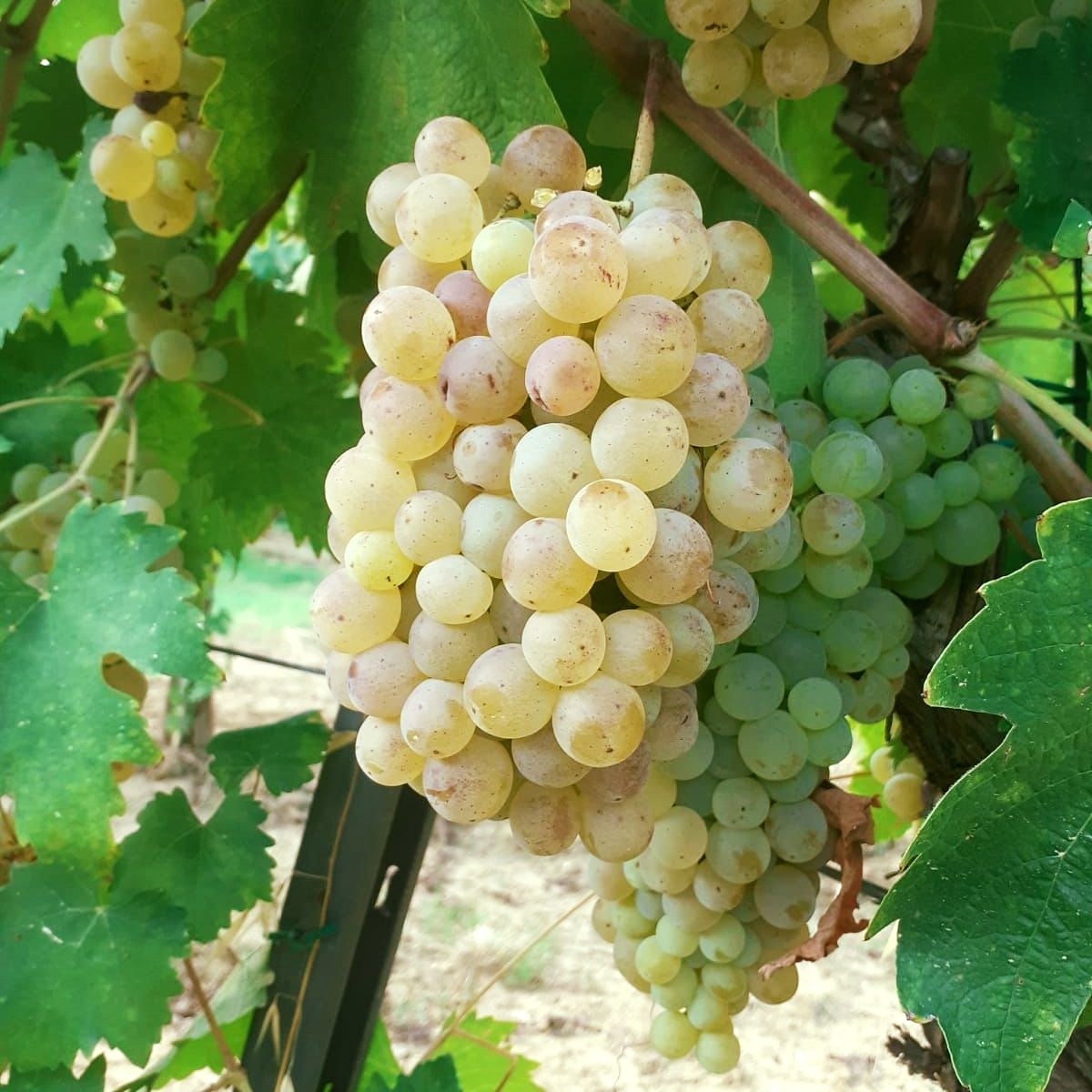 Grape Of The Week: Vernaccia di San Gimignano – greenegrapewine