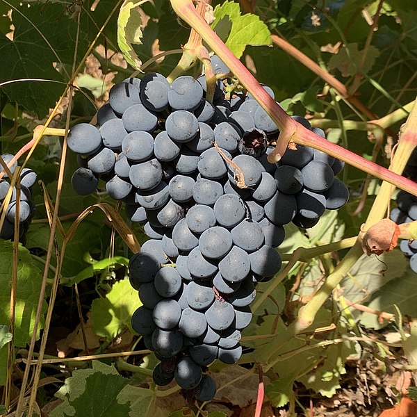 Grape Of The Week: Baga – greenegrapewine