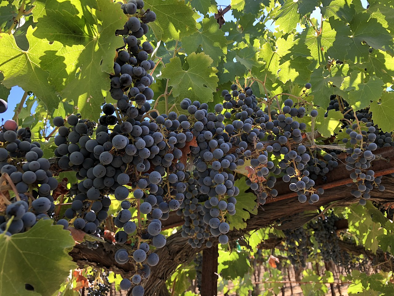 Grape Of The Week: Cabernet Sauvignon – greenegrapewine