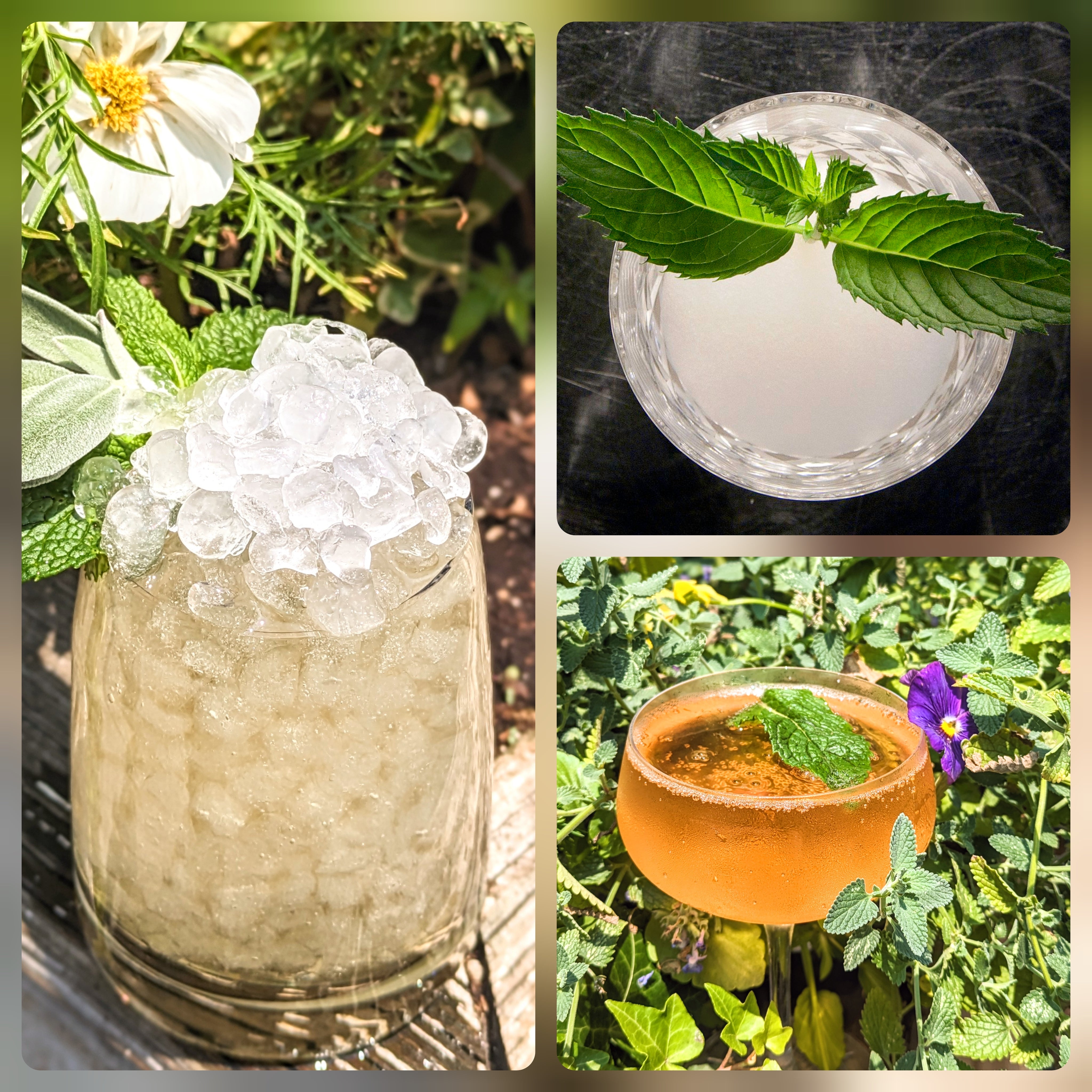National Mojito Day: Let Your Imagination 'Rum' Away! – greenegrapewine