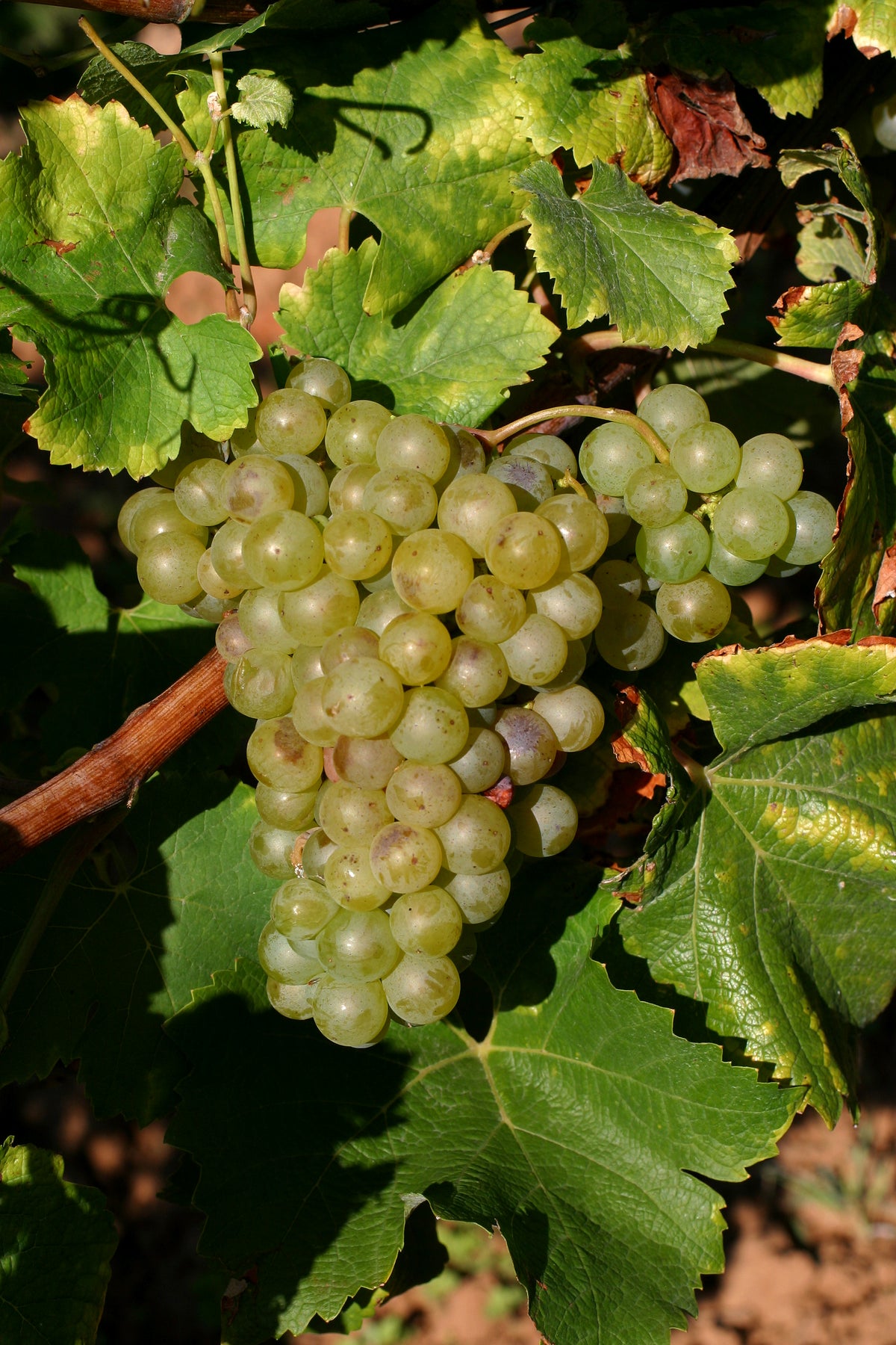 Grape Of The Week: Sémillon