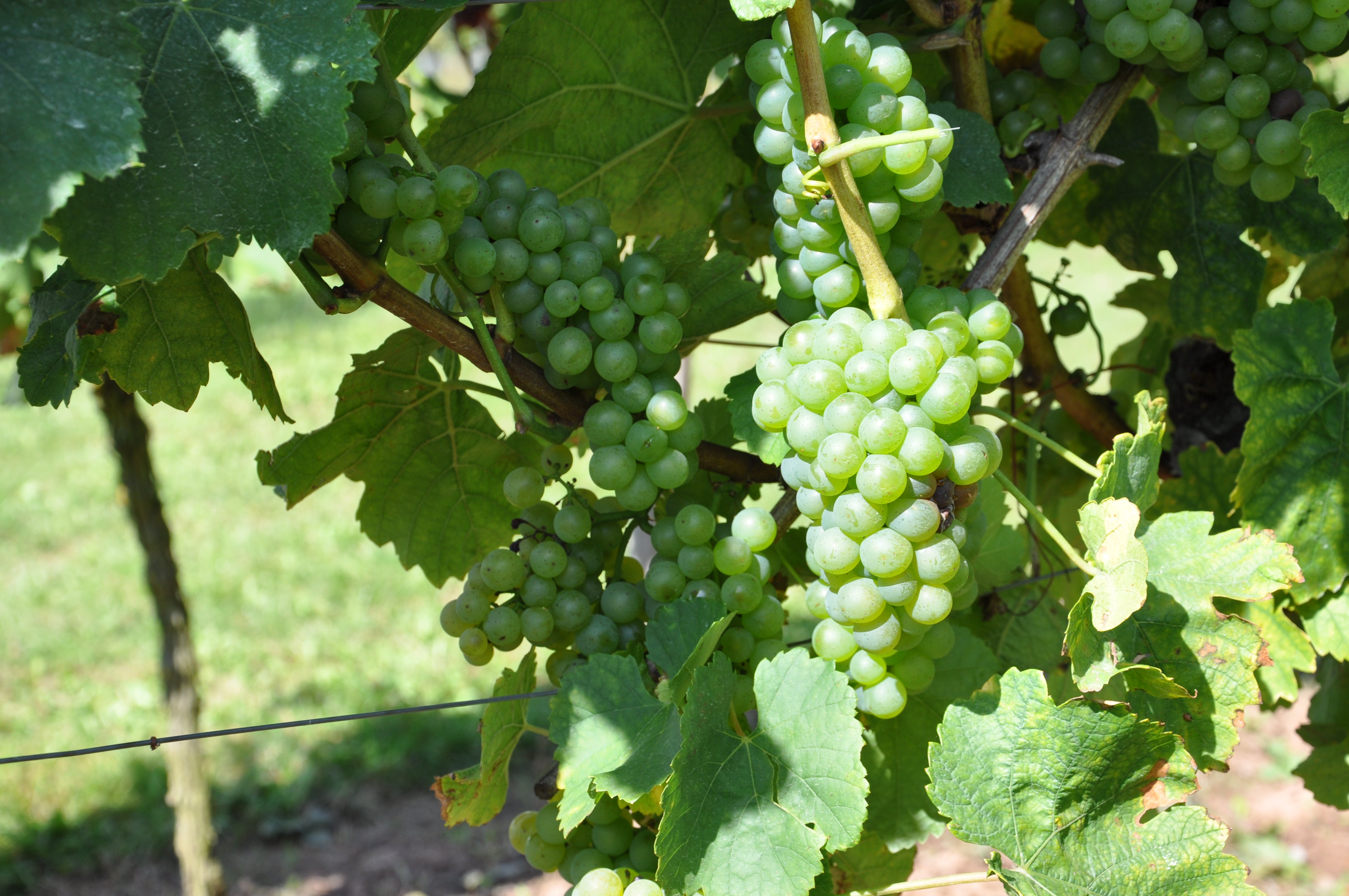 Grape Of The Week: Sylvaner – greenegrapewine