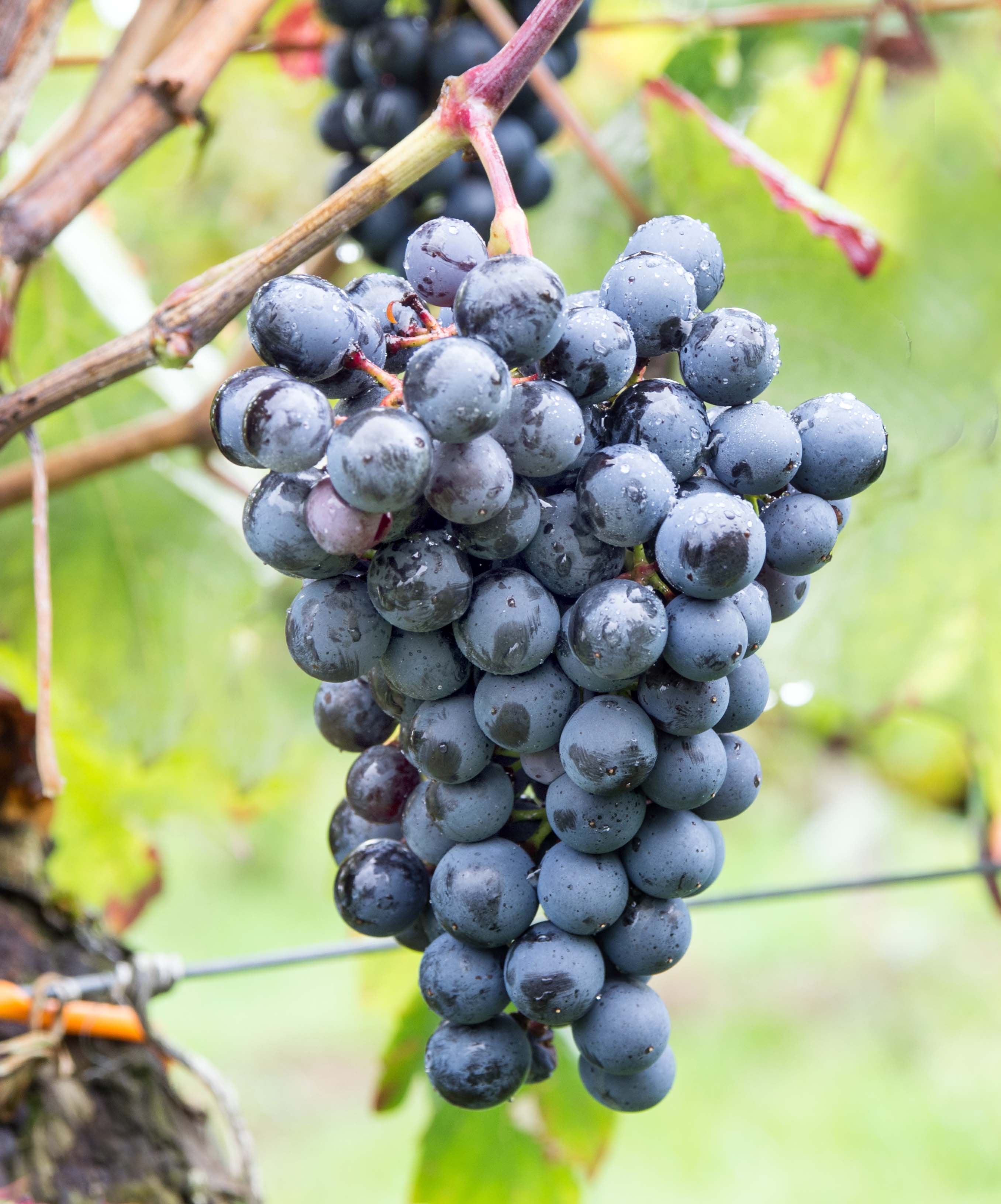 Grape Of The Week: Petit Verdot – greenegrapewine