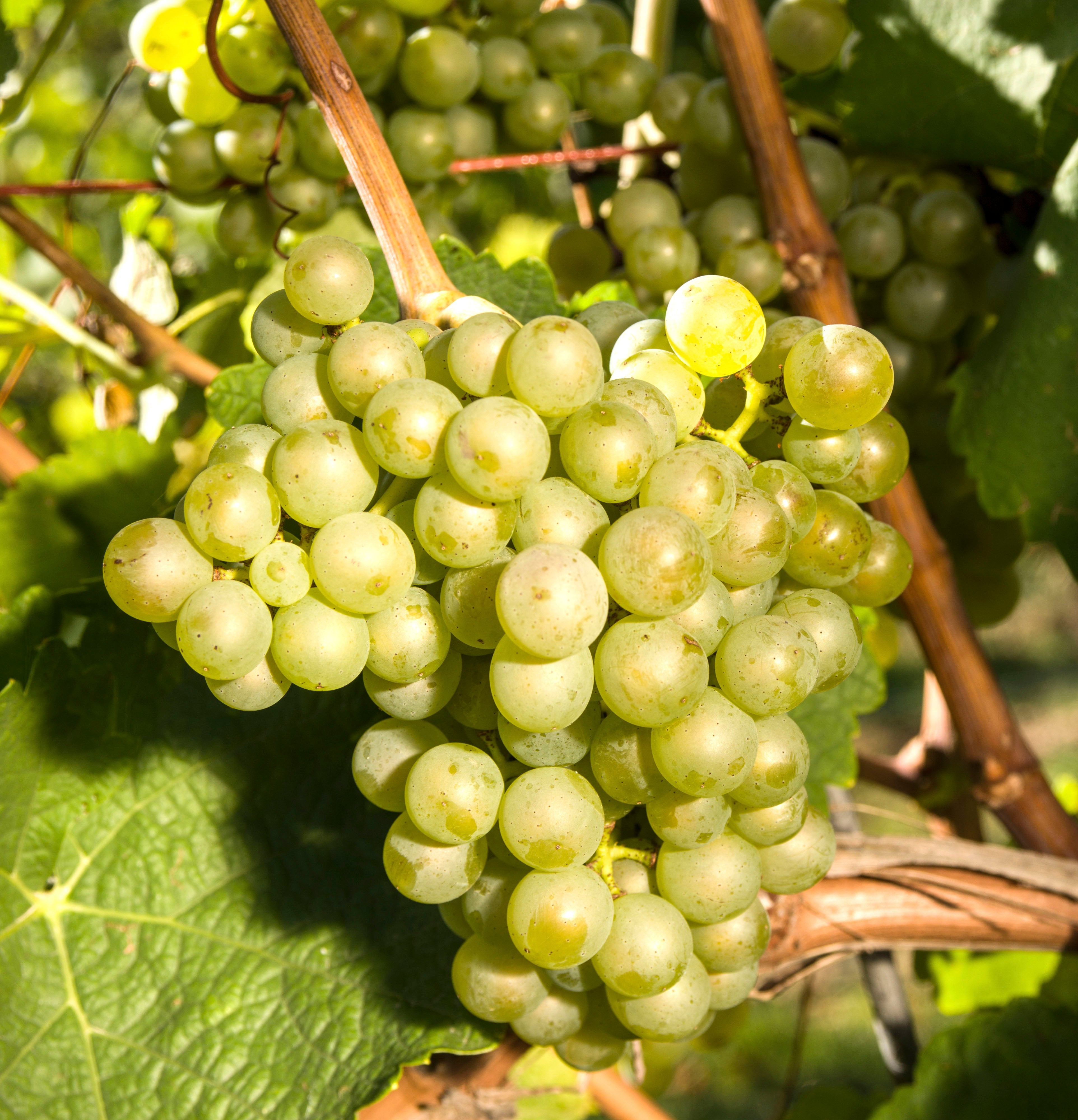 Grape Of The Week: Mauzac – greenegrapewine