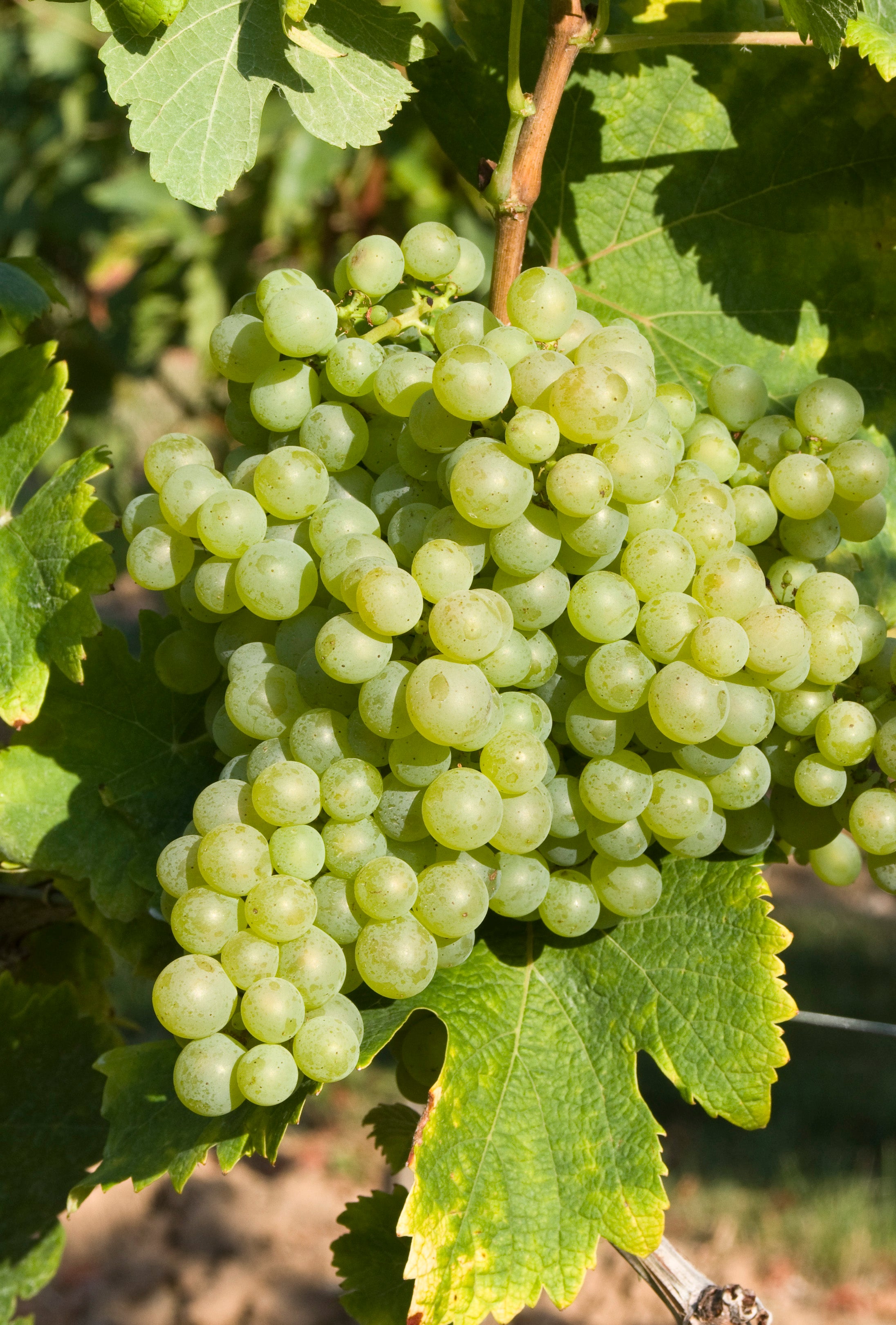 Grape Of The Week: Picpoul – greenegrapewine